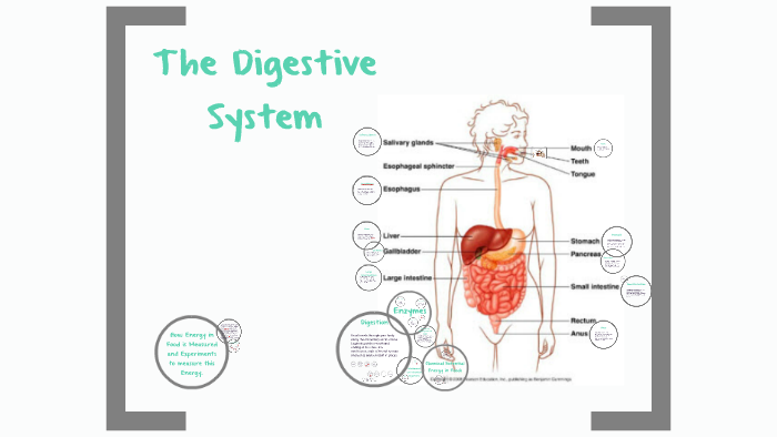 Digestive System - IGCSE by Sasha Meyer on Prezi