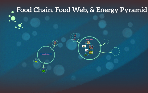 Food Chain, Food Web, & Energy Pyramid by Hannah Albright on Prezi