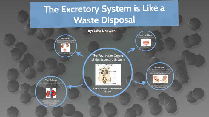 The Excretory System is Like a Waste Disposal by Esha D on Prezi