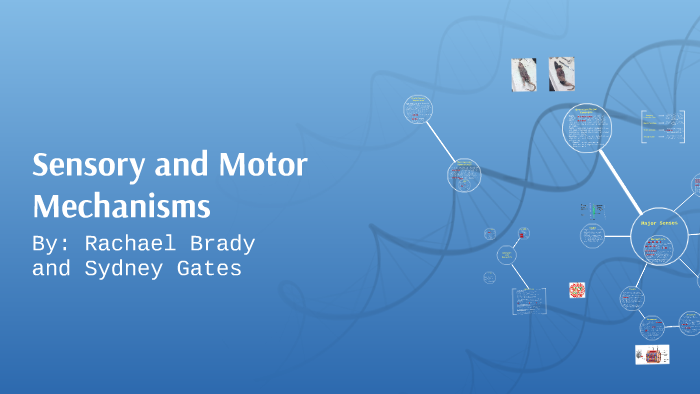 Sensory and Motor Mechanisms by Sydney Gates on Prezi