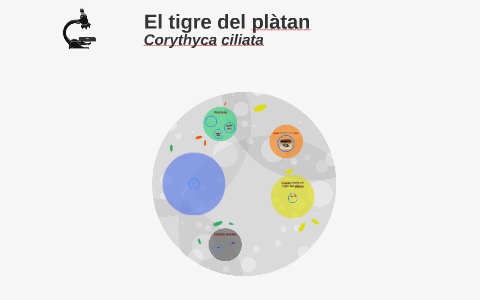 El tigre del plàtan by Albert :) moya ;) on Prezi