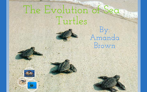 The Evolution of Sea Turtles by Amanda Brown on Prezi