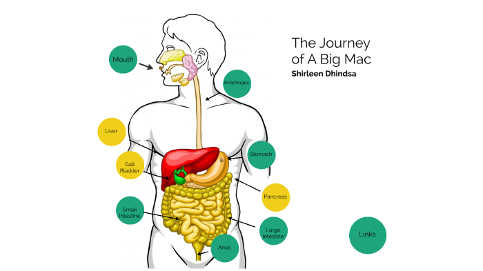 The Journey Of A Big Mac by Shirleen Dhindsa on Prezi