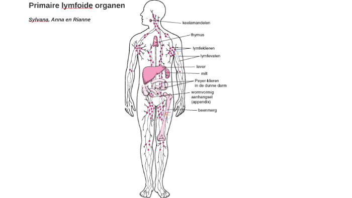 Primaire lymfoide organen by rianne zijlstra on Prezi