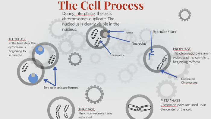 The Cell Process by Ava Bohn on Prezi