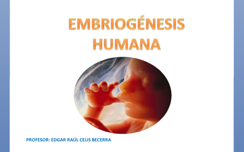 EMBRIOGÉNESIS HUMANA by Raúl Celis on Prezi