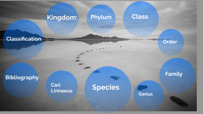 CLASSIFICATION: PLATYPUS by Lilly McDonough on Prezi