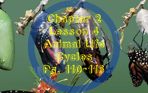 Chapter 2 Lesson 4 Animal Life Cycles by Josh Patrick on Prezi