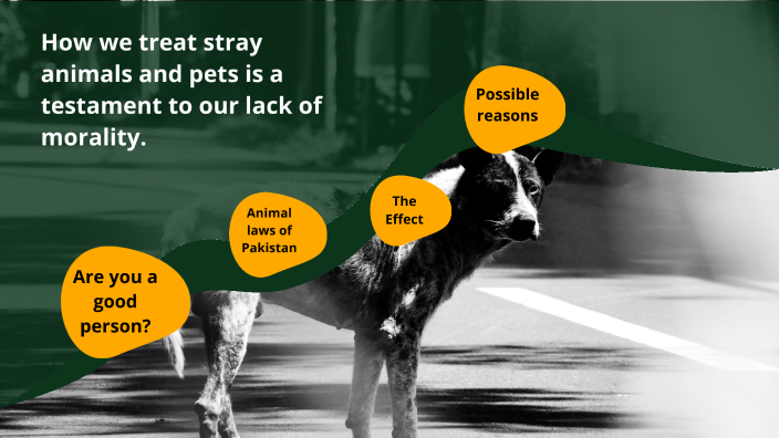 How we treat stray animals and pets is a testament to our lack of ...