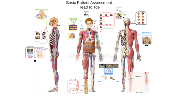 Head to Toe Assessment by Megan Tran on Prezi