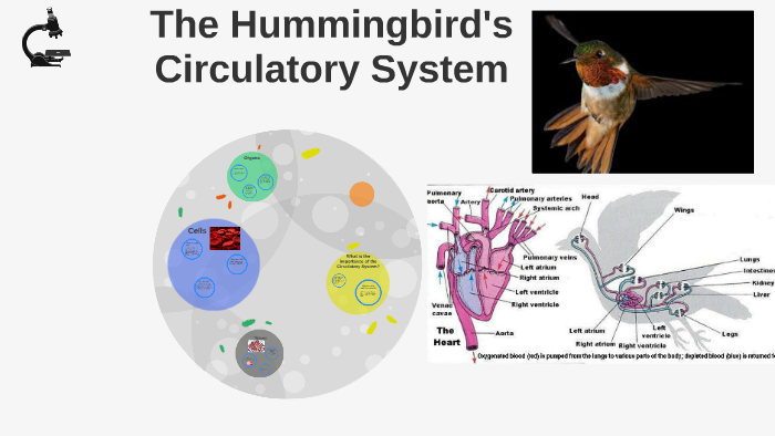 Hummingbird's Circulatory System by Mohsin Hasan on Prezi