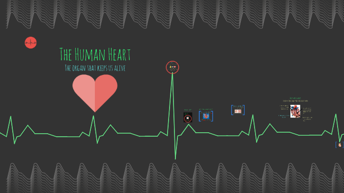 The Human Heart by Janice Delgadillo on Prezi