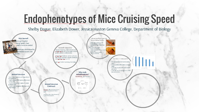 Endophenotypes of Mice Cruising Speed by Elizabeth Dower on Prezi
