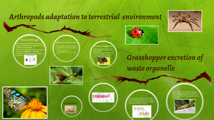 Arthropods adaptation to terrestrial enviroments by Sarah Grieve on Prezi