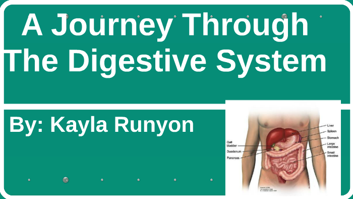 A Journey Through The Digestive System by kayla runyon on Prezi