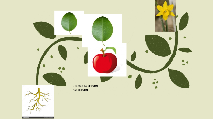 LAS PARTES DE LAS PANTAS by Iris Jaén on Prezi