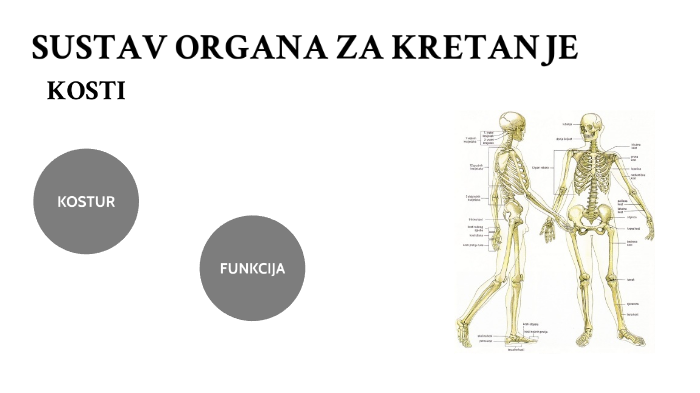 SUSTAV ORGANA ZA KRETANJE: KOSTI by Noemi Kašner on Prezi