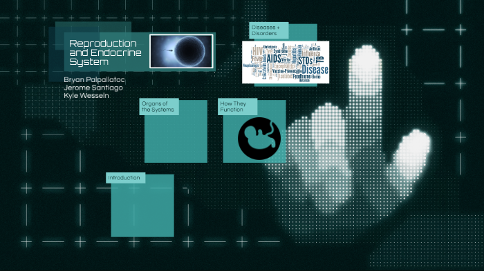 Reproduction Endocrine System By Kyle Wesseln On Prezi