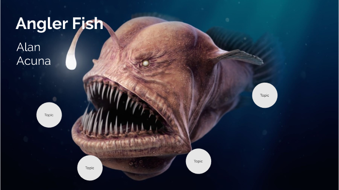 Angler Fish by Alan Acuna on Prezi