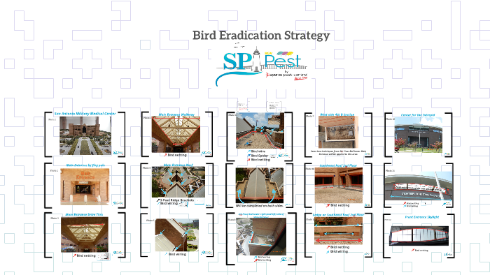 SPI Pest Bird Eradication Presentation by Vivian Esparza on Prezi