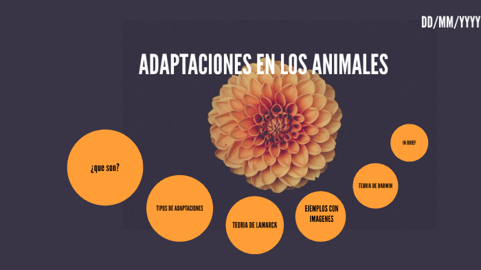 adaptaciones en los animales by foxy xd on Prezi