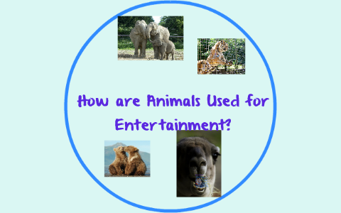 How are Animals Used for Entertainment? by Molly Clare on Prezi