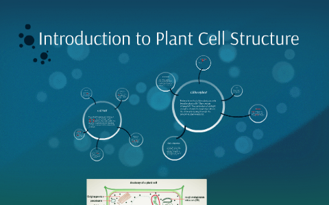 Introduction to Plant Cell Structure by on Prezi