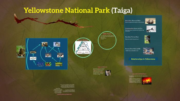Taiga Project by Alec Crews on Prezi