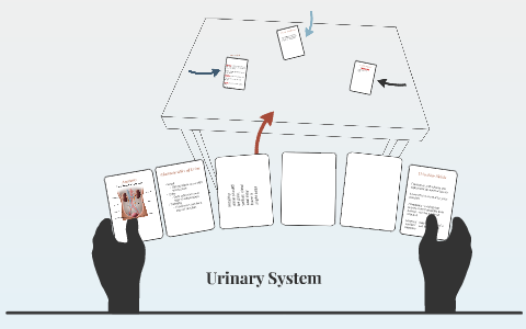 Urinary System by Amber Pagel on Prezi
