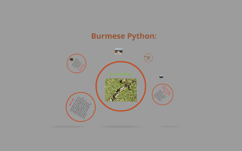 Burmese Python by on Prezi