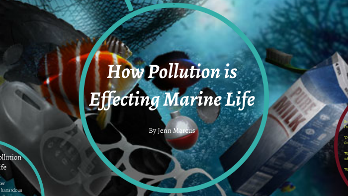 How Pollution is Effecting Marine Life by Jenn Marcus on Prezi