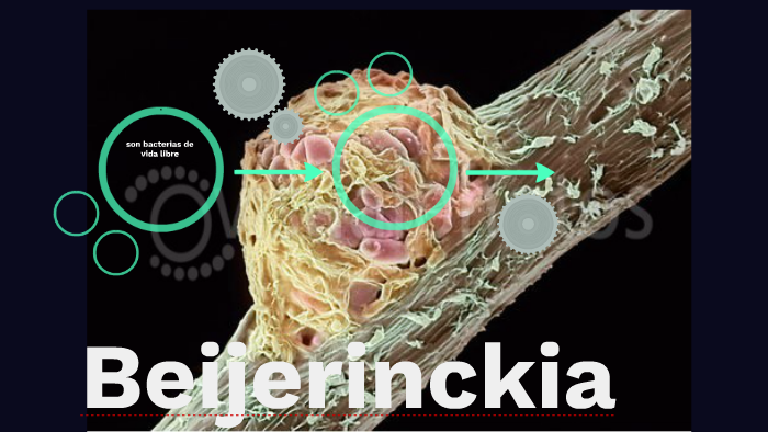Beijerinckia by on Prezi