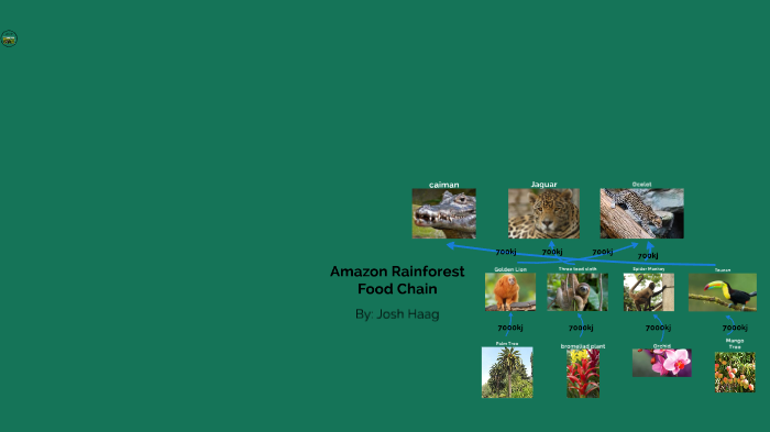 Amazon Rainforest Food Chain by Joshua Haag on Prezi