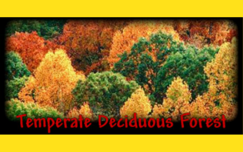 The Temperate Deciduous Forest by aliza lovest on Prezi