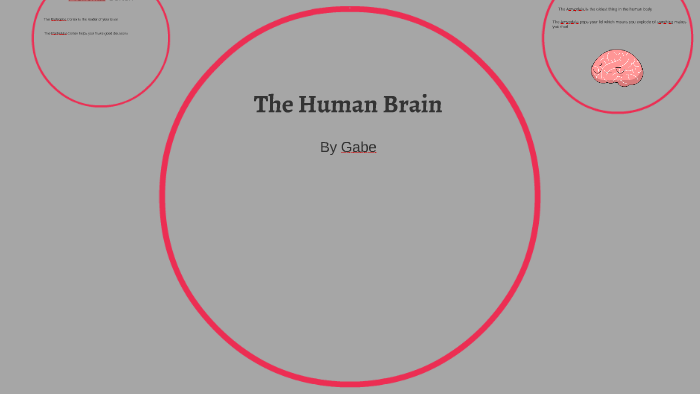 Gabriel brain by Kathryn Oberg on Prezi