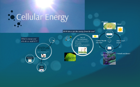 Cellular Energy by Kelly Tveit on Prezi
