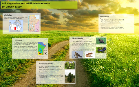Soil, Vegetation and Wildlife in Manitoba by Cirwen Yasay on Prezi