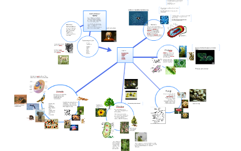 Carl Linnaeus is famous for two things: his classification o by Eileen ...