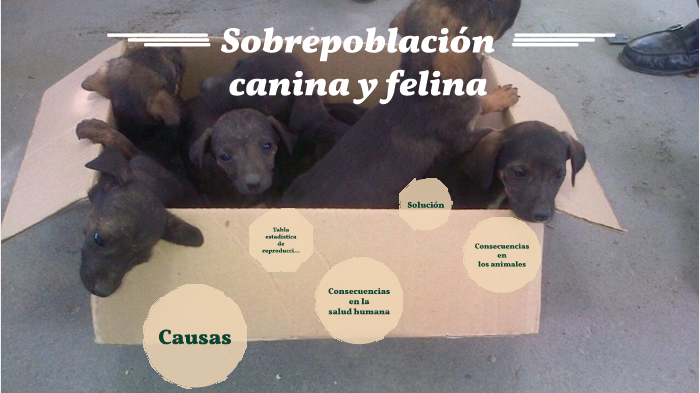 Sobrepoblación Canina Y Felina By Luz Jacobo On Prezi