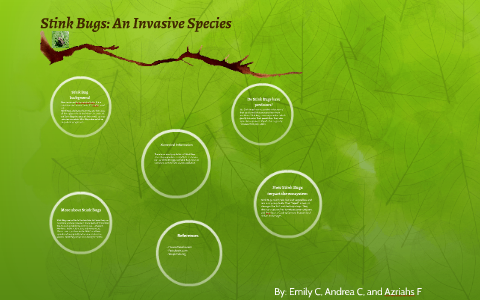Stink Bugs: An Invasive Species by Emily Chaparro