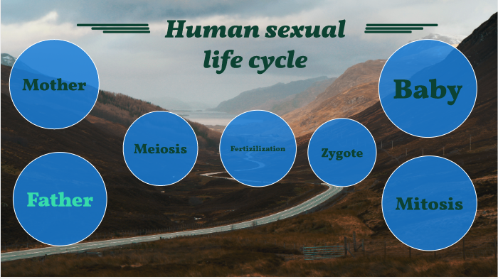 Human sexual life cycle by Jose Maldonado on Prezi