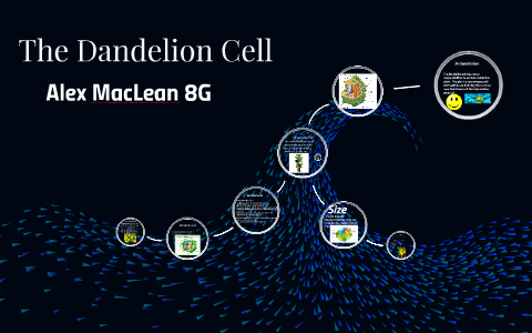 The Dandelion Cell by alexander maclean on Prezi