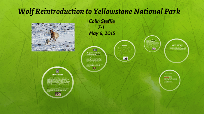 Wolf Reintroduction to Yellowstone National Park by Colin Steffie on Prezi