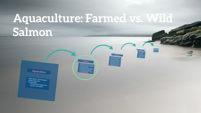 Aquaculture: Farmed vs. Wild Salmon by Jennifer Tran on Prezi