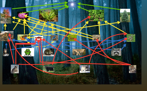 Temperate Rain Forest Food Web by shadow hedgehog on Prezi