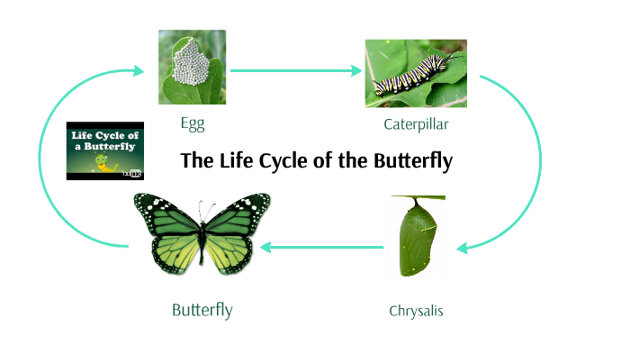 The Life Cycle of the Butterfly by Grace Garrow on Prezi