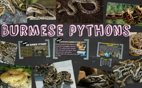 Burmese Pythons by Vannessa Chen on Prezi