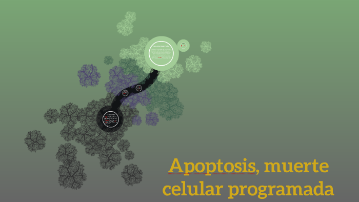 Apoptosis, muerte celular programada by Paula López González on Prezi