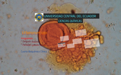 Urbanorum spp. by Karina Peñafiel on Prezi
