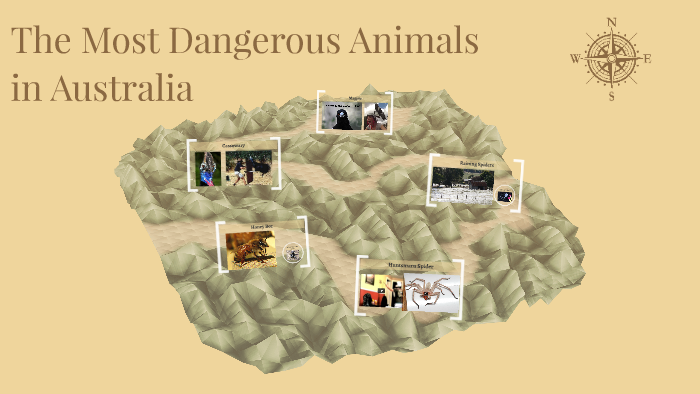 The Most Dangerous Animals in Australia by on Prezi
